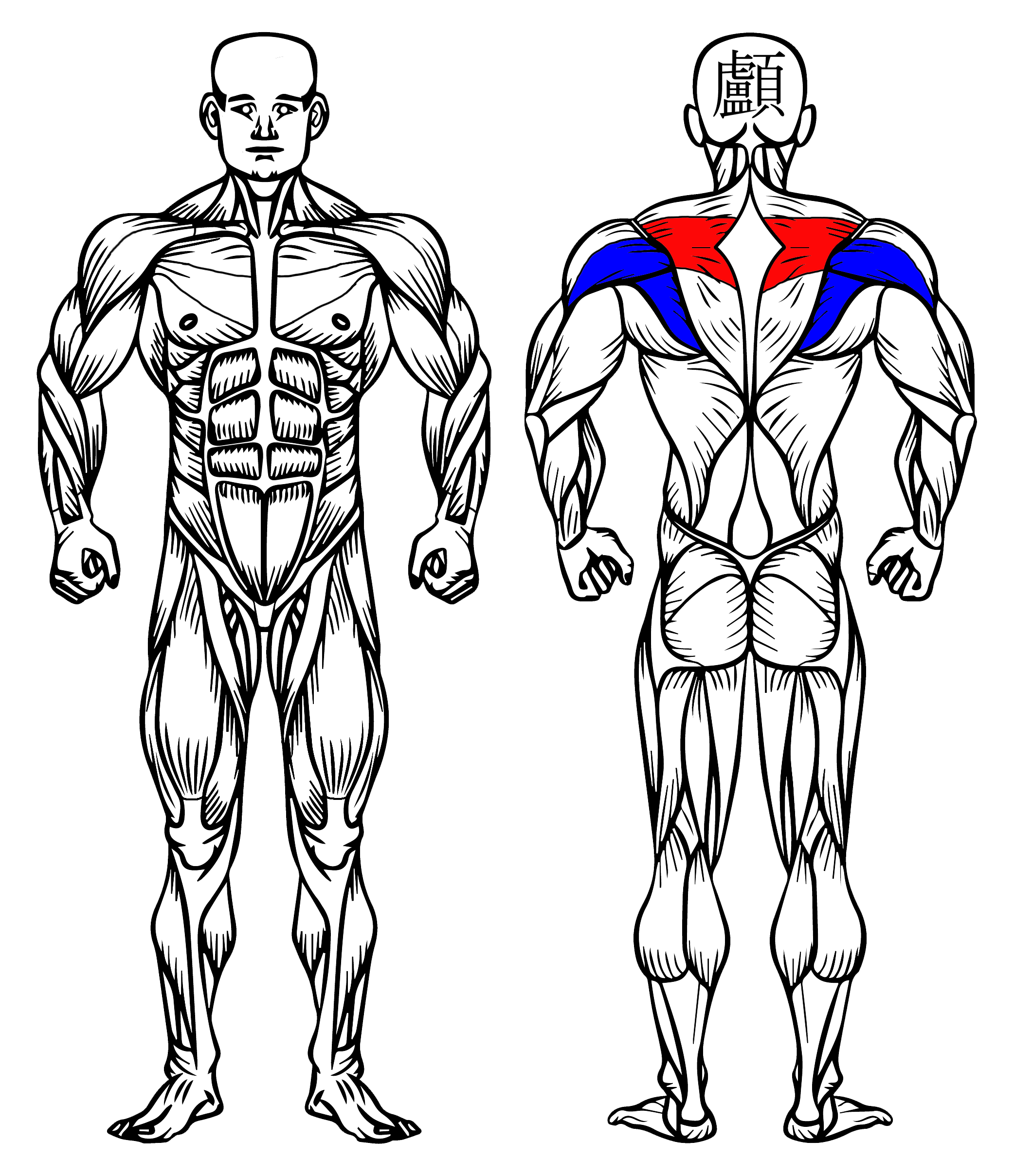 Prone W-Raise - Quick Guide | Fitness Haeven